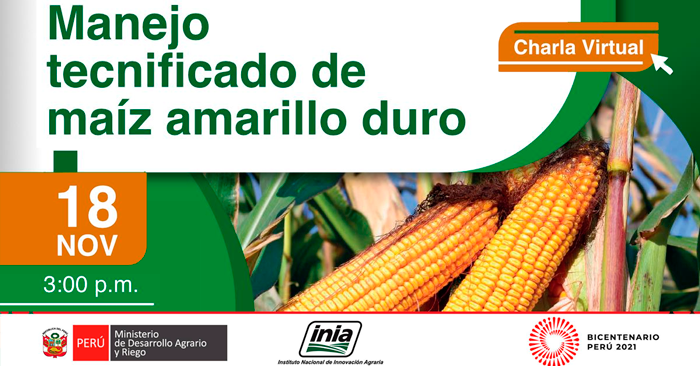 (Charla Virtual Gratuita) INIA: Manejo tecnificado de maíz amarillo duro